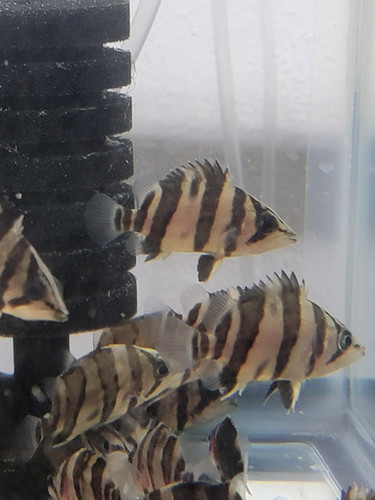 3 Bar Datnoid (Dirty Bars) | All Blue Aquatics