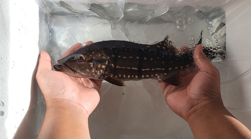 Temensis Peacock Bass | All Blue Aquatics