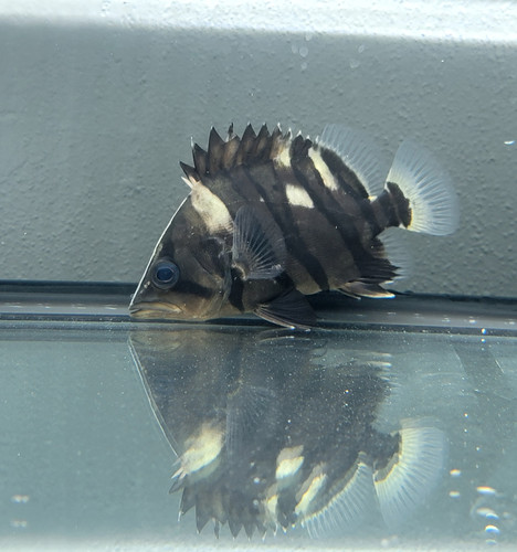 4 Bar Indo Datnoid | All Blue Aquatics