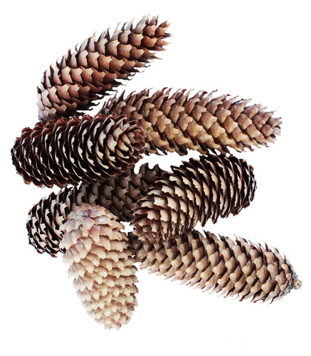 Fir Cones- 1kg | Jormaepourri Retail
