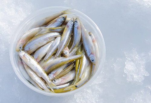 SALTED MINNOWS / TUB | ICE HOLE FISHING