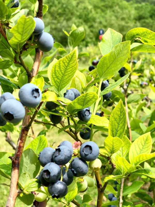 Der Beerenberg - Bio Heidelbeeren in Linz ️