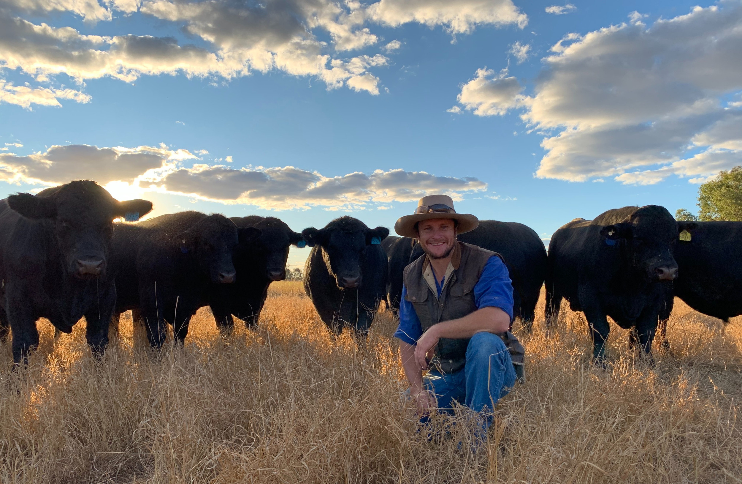 NBGenetics | Our Program | Angus Bulls For Sale, Chinchilla, QLD