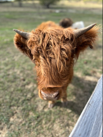 Blue Hills Ranch Resort | Cabins | Animal Encounters | McGregor Texas