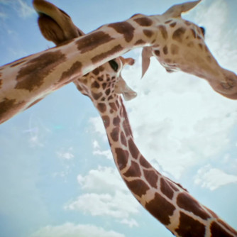 Blue Hills Ranch Resort | Weddings | Cabins & RVs | Animal Encounters ...