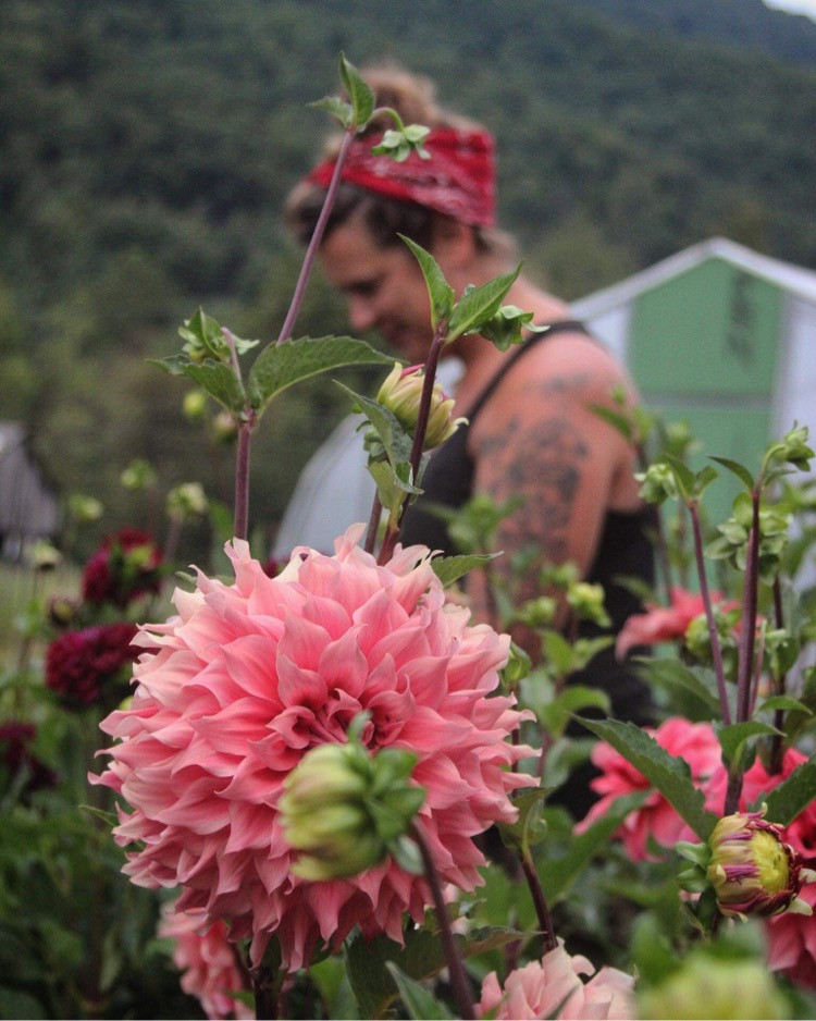 GOOD FIGHT | Good Fight Flowers Marshall NC