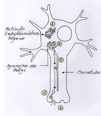Transporte Axonal | brainy