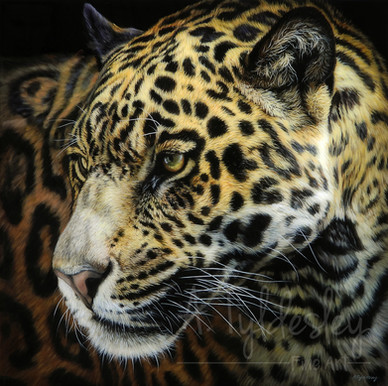 WILDLIFE ART | Wildlife Art and Pet Portraits by Amber Tyldesley
