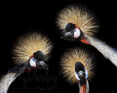 WILDLIFE ART | Wildlife Art and Pet Portraits by Amber Tyldesley