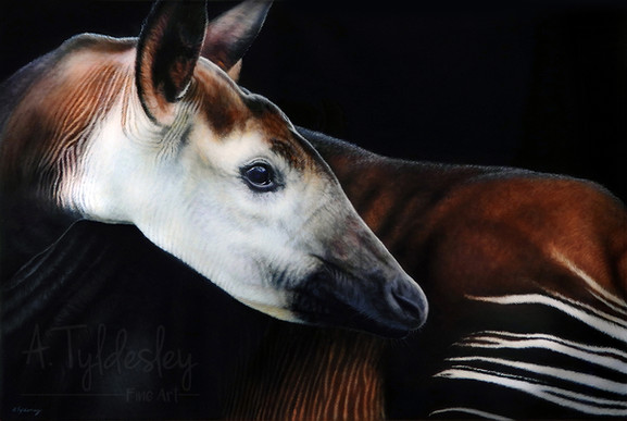 WILDLIFE ART | Wildlife Art and Pet Portraits by Amber Tyldesley