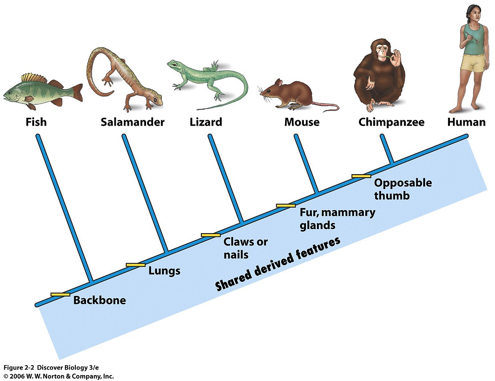 A Species Humans Share 98 Of Their DNA With Is Going Extinct A Species Humans Share 98 Of Their DNA With Is Going Extinct