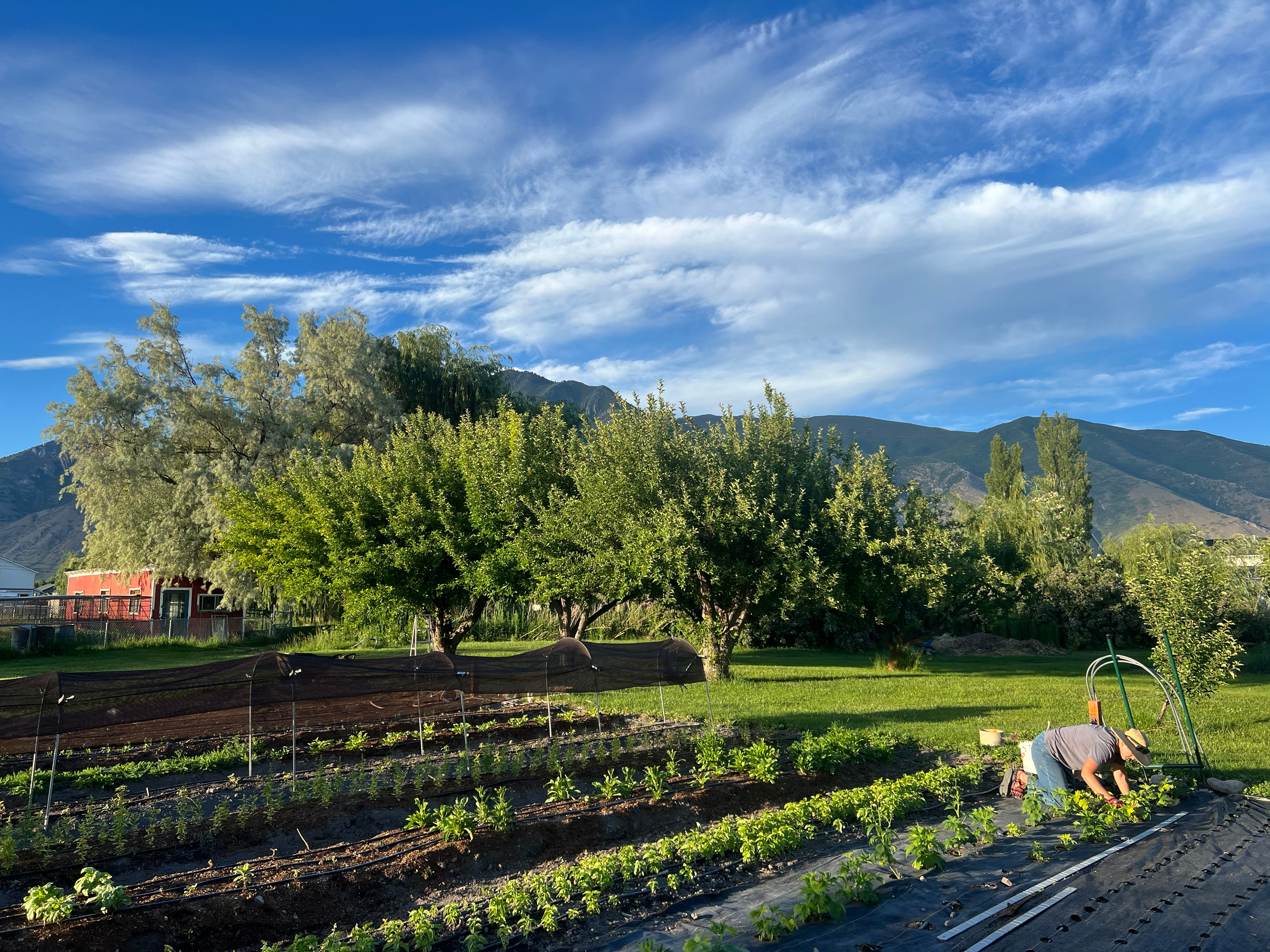 Wild Willow Gardens | Utah Cut Flower Farm Association
