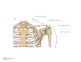 Scapula Stabilization & Movement