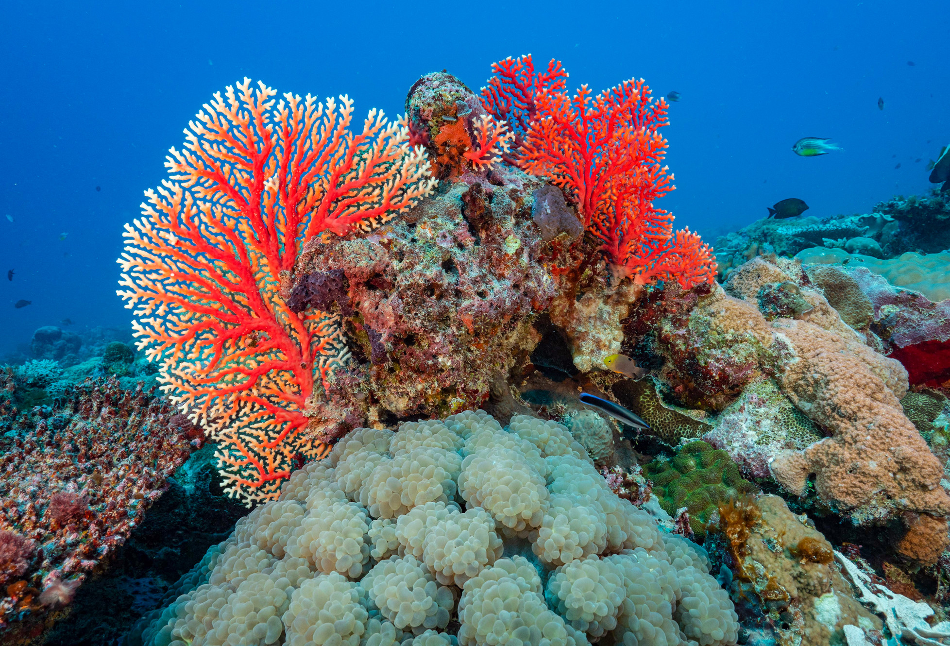 OCEAN ACT | Blue Prosperity Vanuatu