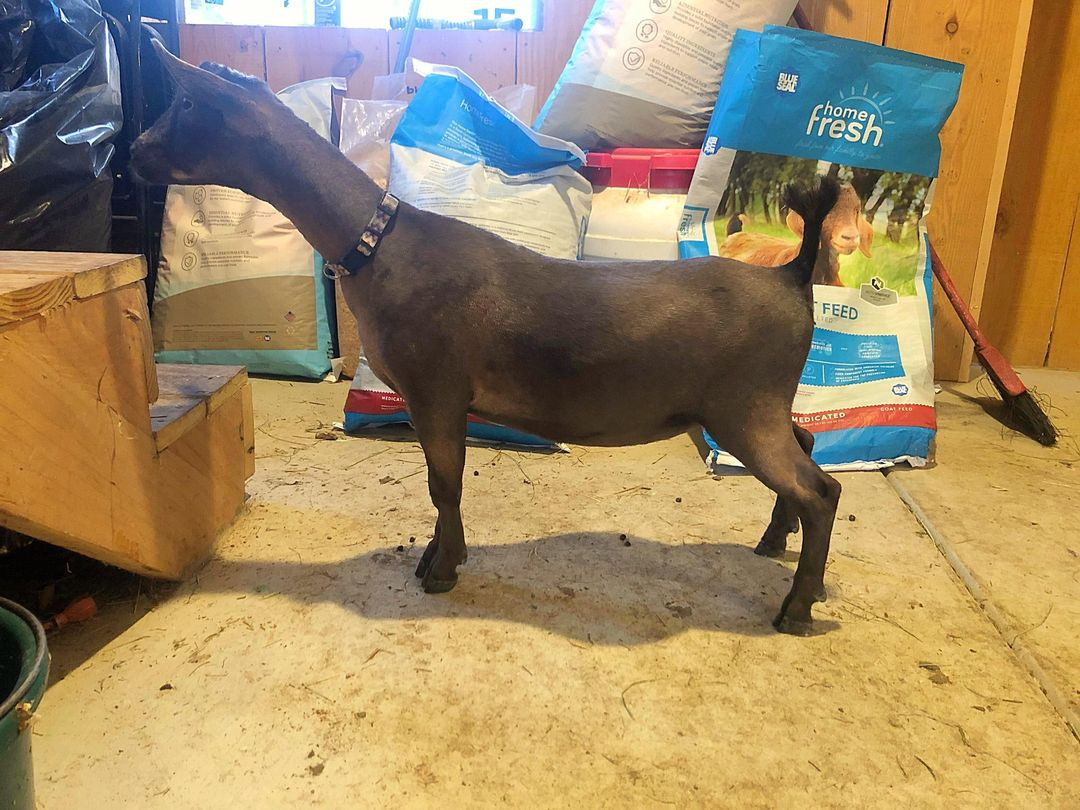 Cedar Shade EmeraldCut Diamond | Cedar Shade Farm