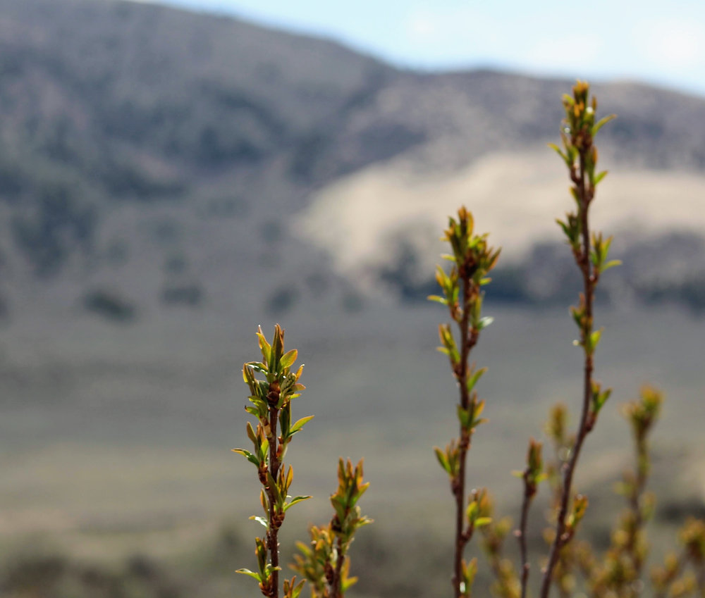The Juniper Hills
