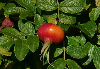 Japanese rose - Rosa rugosa - Invasive Species Control