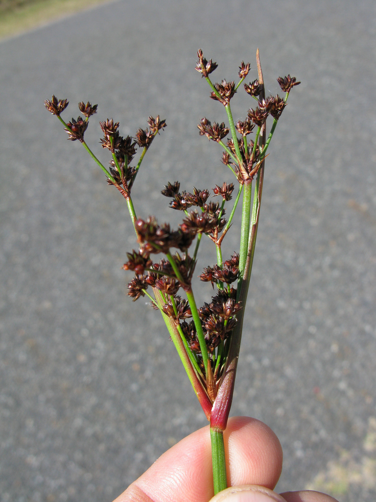 Invasive Weeds | Ireland | Ecoweed Control Ltd | Knotweed Killers