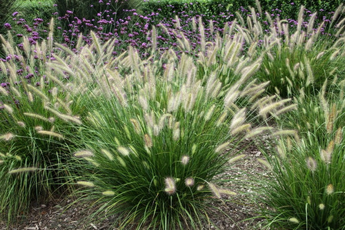 Dwarf Fountain Grass 'Hamlyn' | mysite