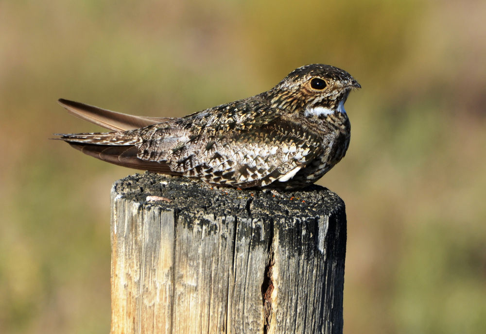 Booming Bullbats: afield with the Common Nighthawk