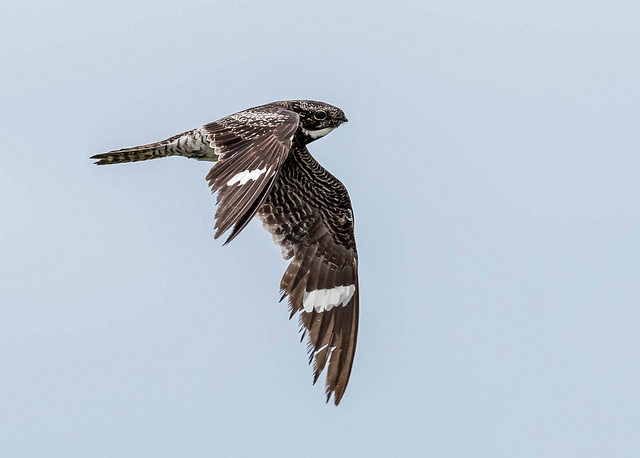 Booming Bullbats: afield with the Common Nighthawk