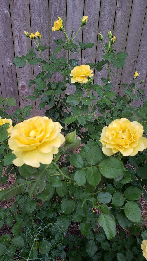 My Rose Journey Part 1: Too much diseases and pests - I gave up!