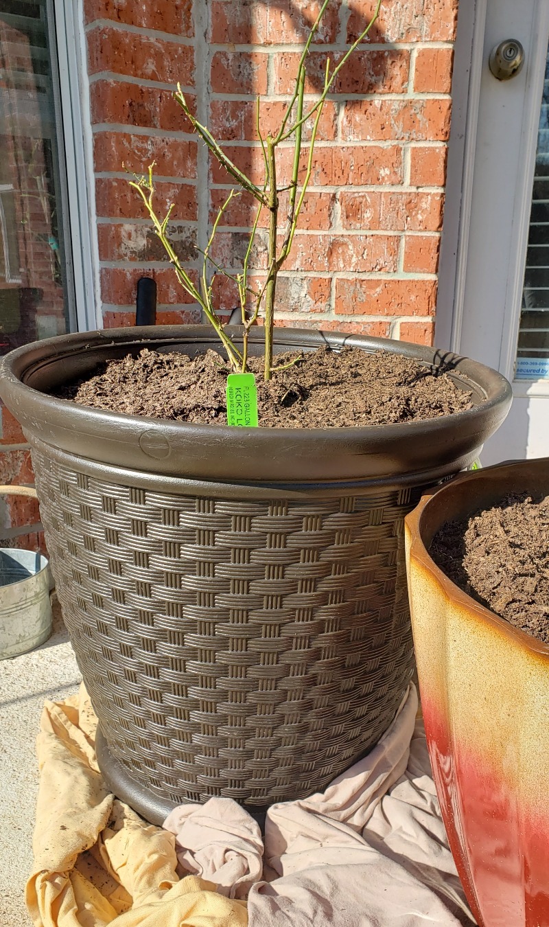 Tips to care & protect your roses from freeze/snow in Texas (updated ...