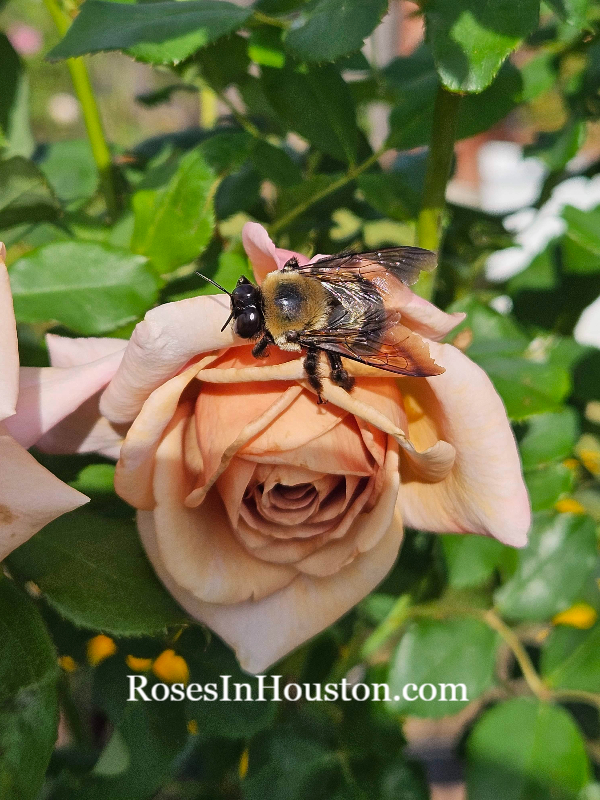 Koko Loko Rose Review (2024 updated)