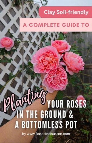 A Complete Guide to Planting Roses in Clay Soil & Bottomless Pots ...