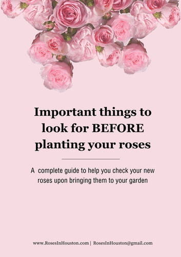 Important things to look for before planting your new roses ...