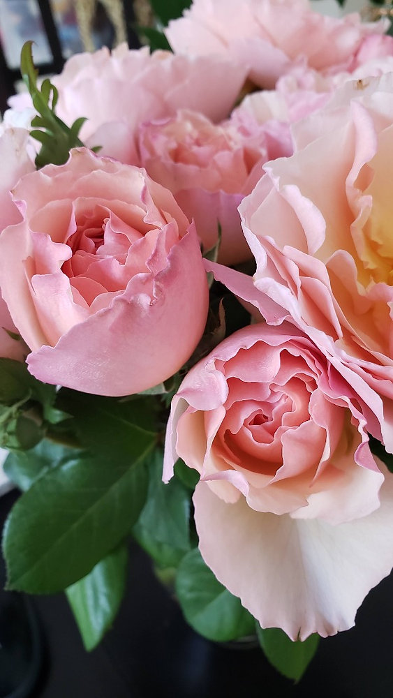 Princess Charlene de Monaco rose | very fragrant French rose by Meilland