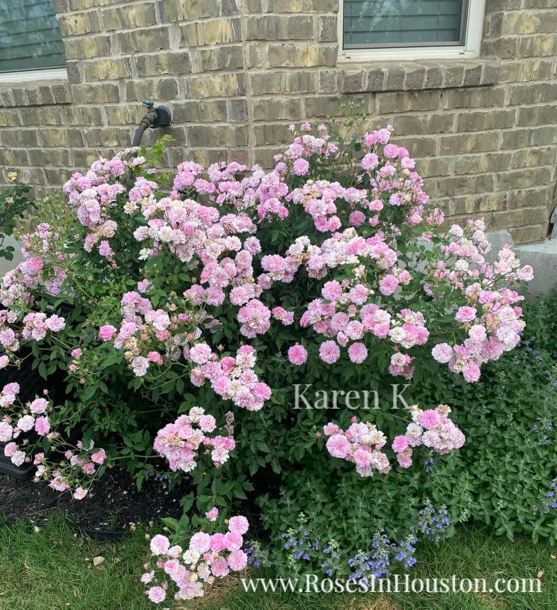 Caldwell Pink Rose in Leander, TX 2022