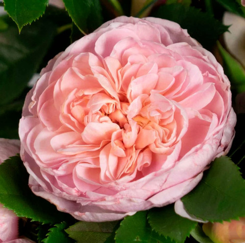 Colette Climber bare root rose plant for sale