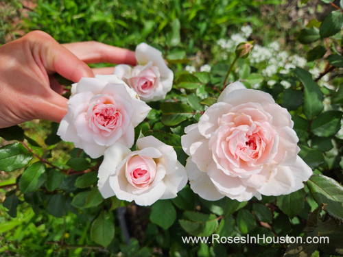 All Products | RosesInHouston