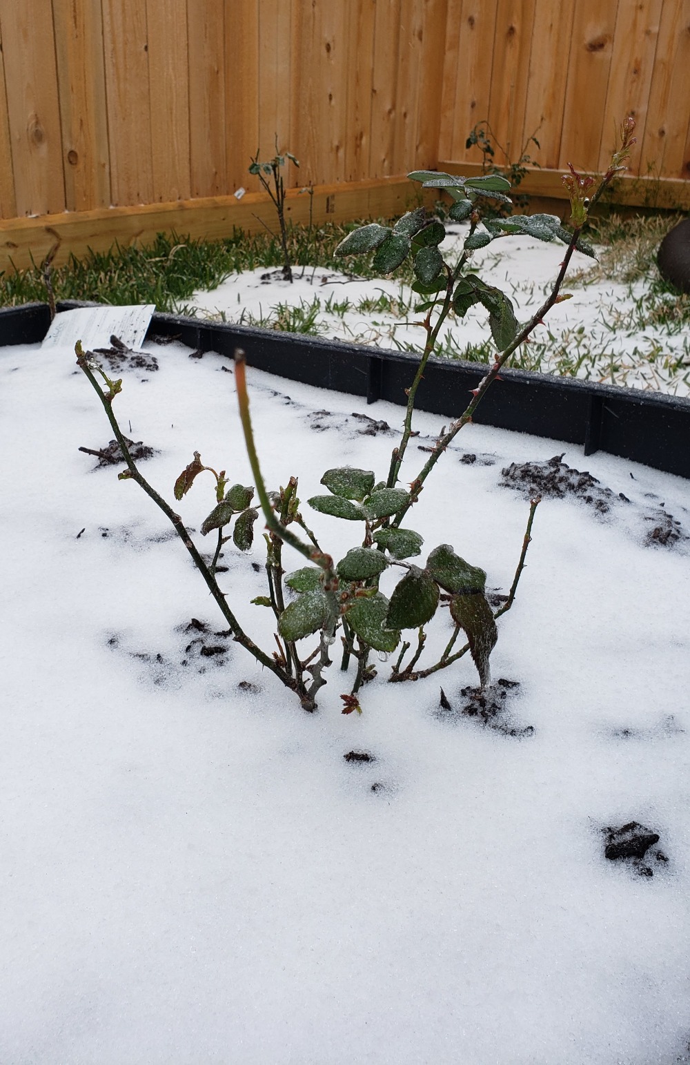 Tips to care & protect your roses from freeze/snow in Texas (updated ...