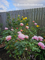 distendrum rose