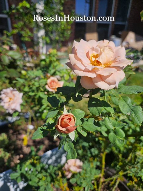 Koko Loko Rose Review (2024 updated)