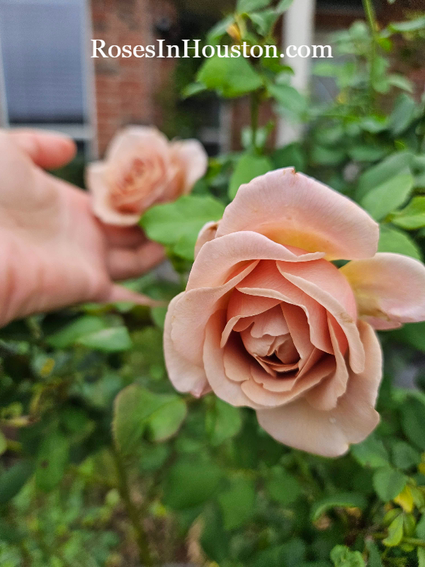 Koko Loko Rose Review (2024 updated)