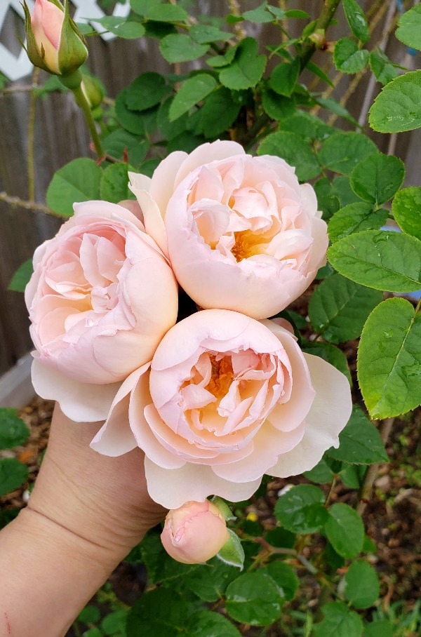 Should you grow David Austin roses in Texas? (2024 Updates)