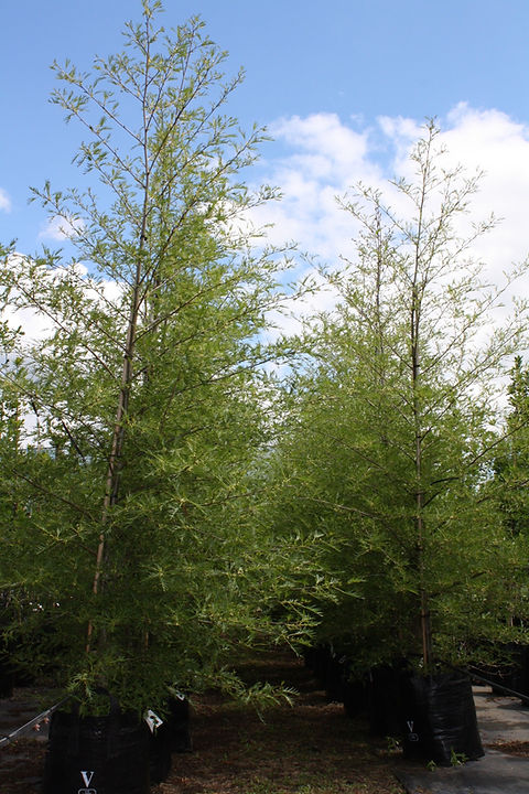 cut leaf alder