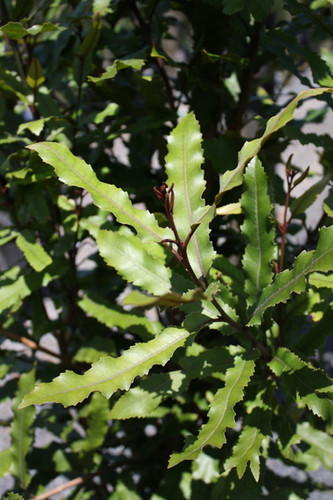 KNIGHTIA EXCELSA - REWAREWA | Icon Trees