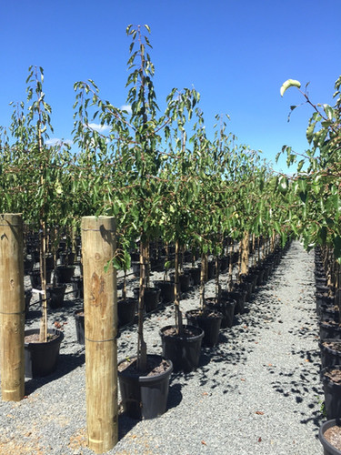 PYRUS CALLERYANA ARISTOCRAT - ARISTOCRAT PEAR | Icon Trees