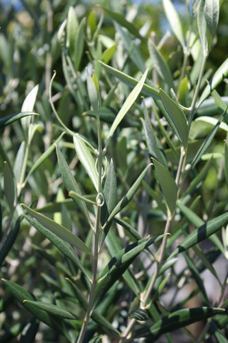 OLEA EL GRECO - EL GRECO OLIVE | Icon Trees