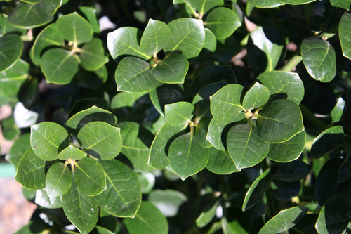 ILEX LARGO - LARGO HOLLY | Icon Trees