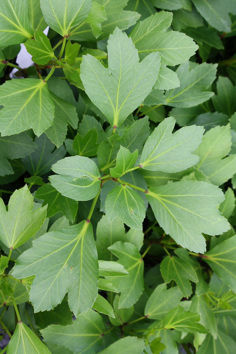 PSEUDOPANAX CYRIL WATSON - CYRIL WATSON PSEUDOPANAX | Icon Trees