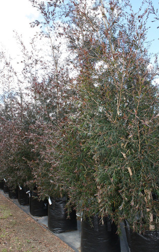 LEPTOSPERMUM COPPERSHEEN - SHINY TEA TREE | Icon Trees