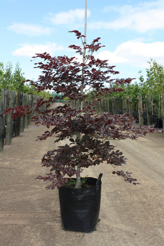 FAGUS SYLVATICA PURPUREA - COPPER BEECH | Icon Trees
