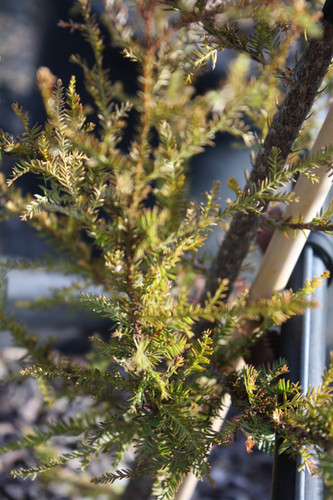 DACRYCARPUS DACRYDIOIDES - KAHIKATEA | Icon Trees