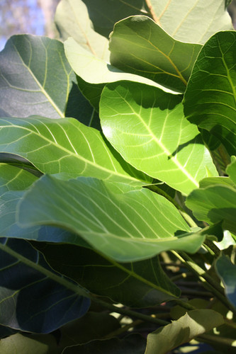 MERYTA SINCLAIRII - PUKA | Icon Trees