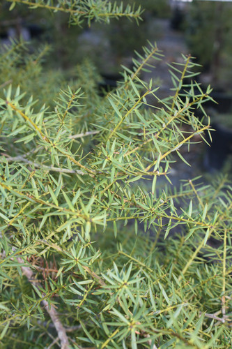 PODOCARPUS TOTARA - TOTARA | Icon Trees